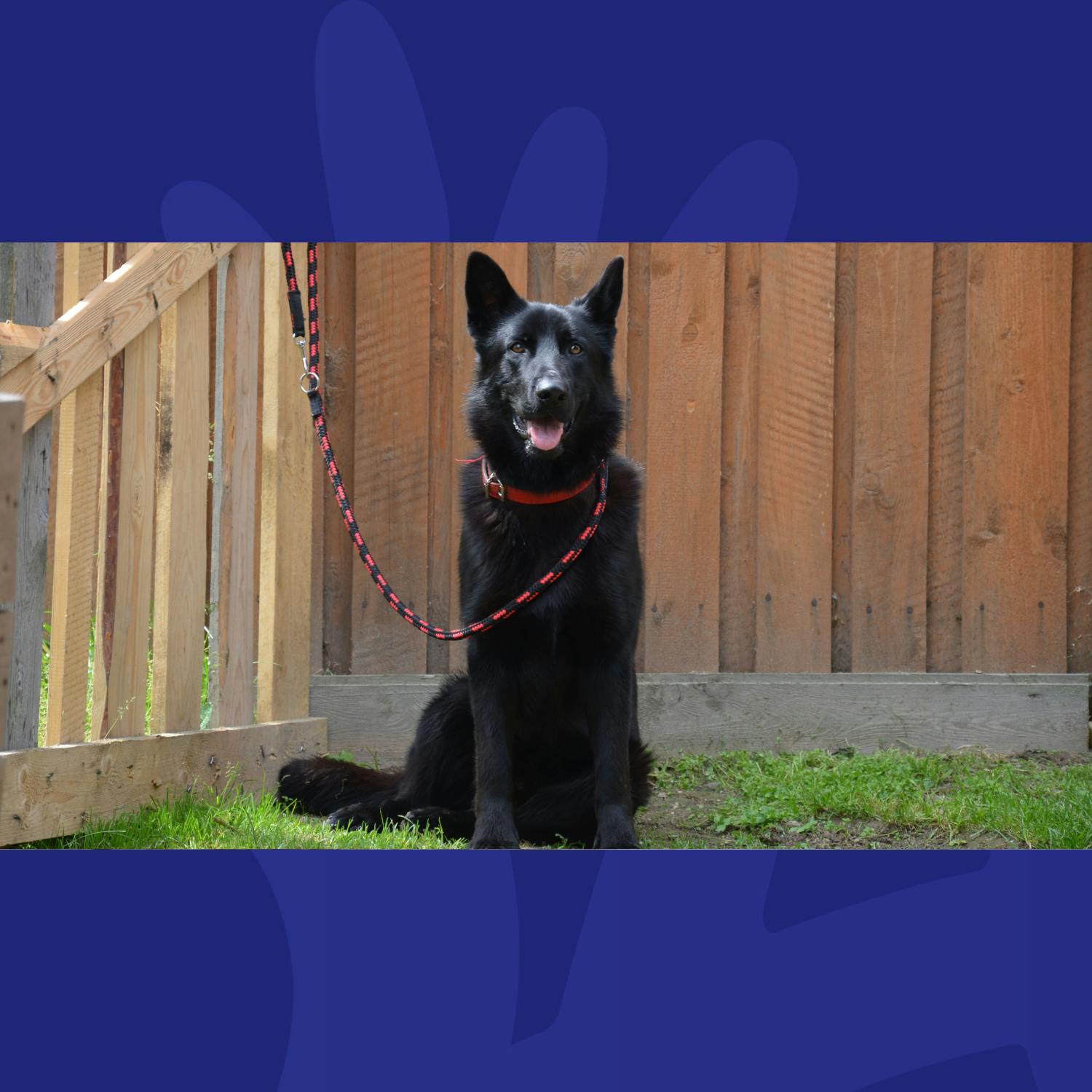 Government Launches Campaign To Remind Dog Owners Of Their ...