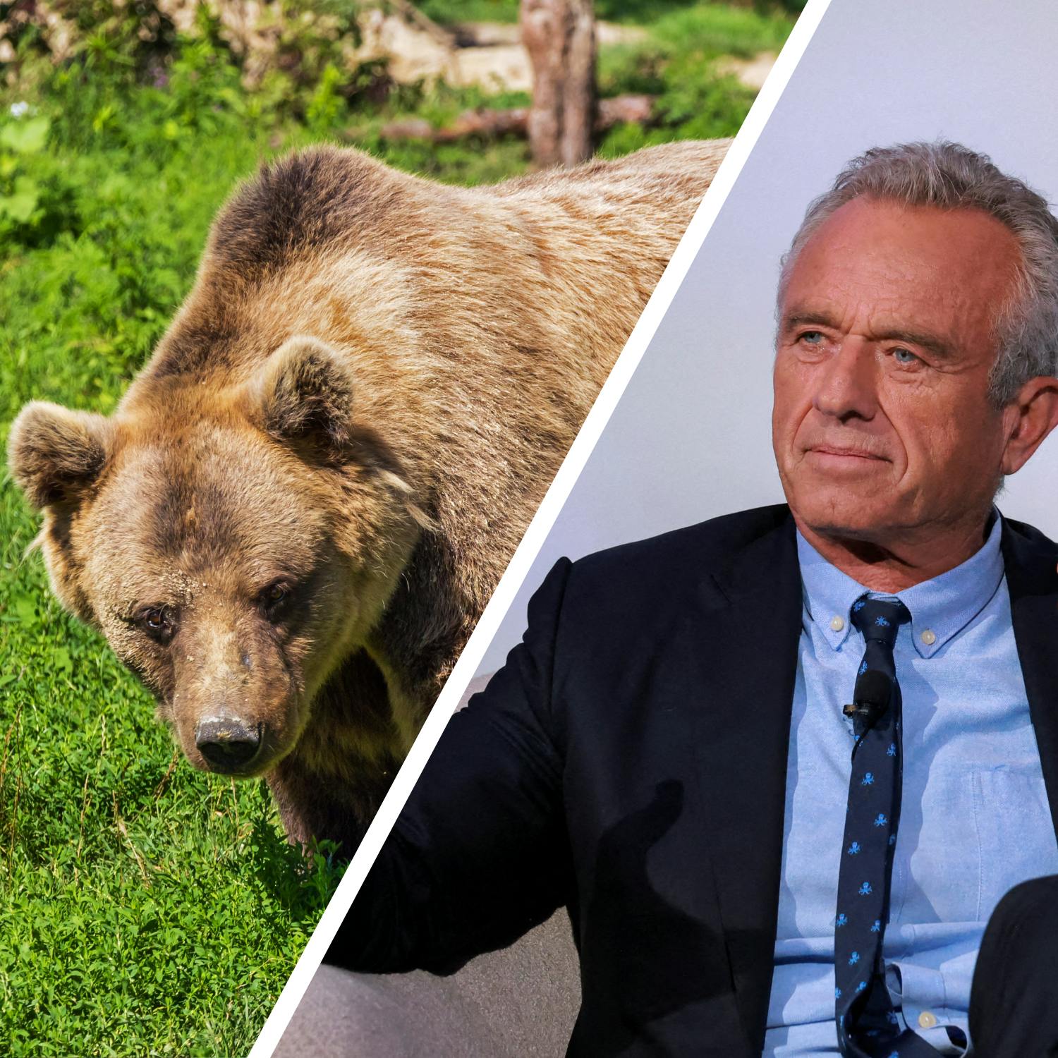 RFK Jr dumped a dead bear in Central Park? - The South Lawn – The Hard ...