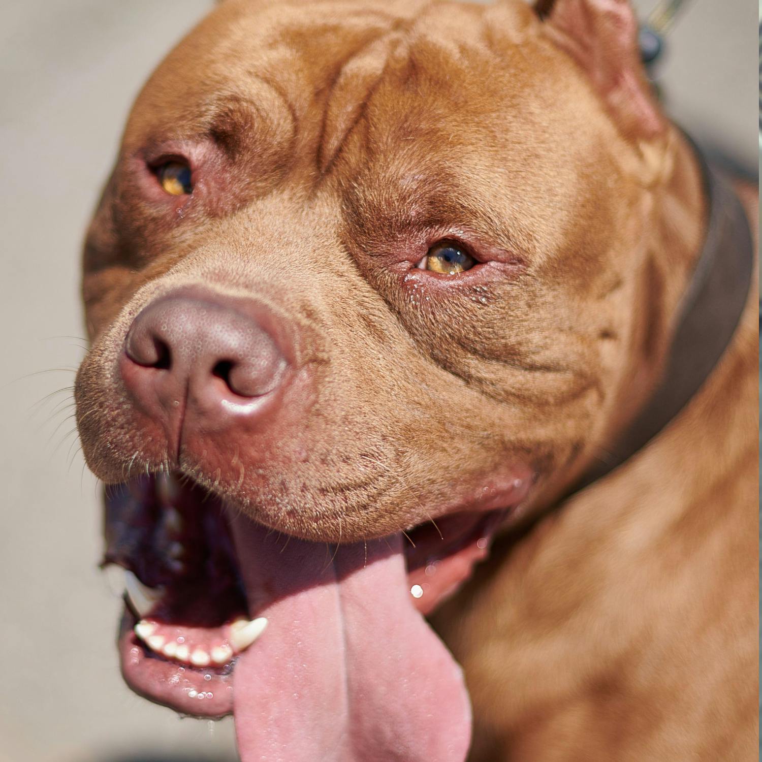 A pit bull terrier has been shot and killed by armed gardaí in Cork ...